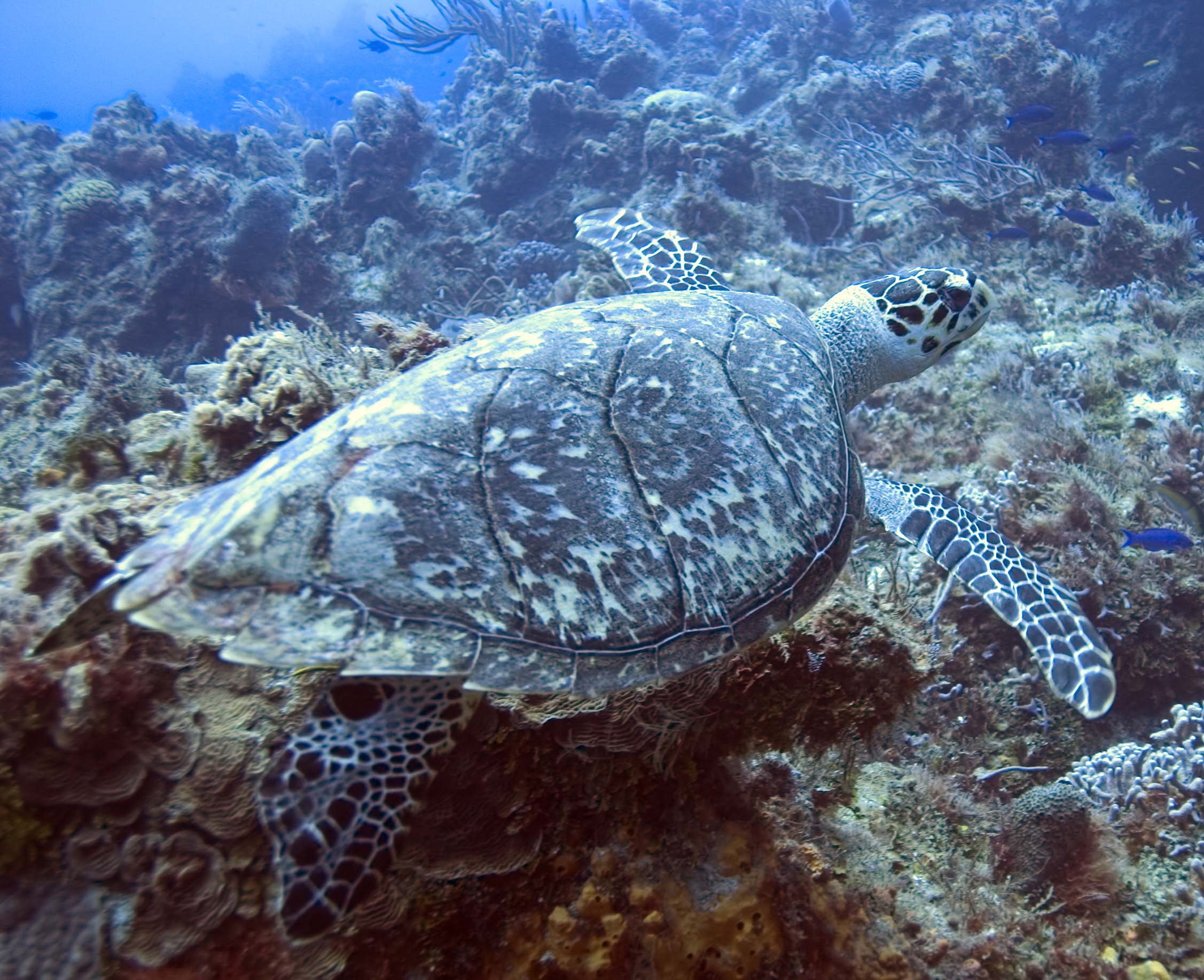 Scuba Diving Pictures, Costa Rica, Cano Island, Underwater Images and ...